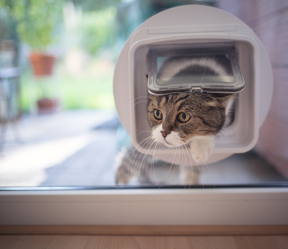 Can I install a pet flap in a glass door? – Channel Windows